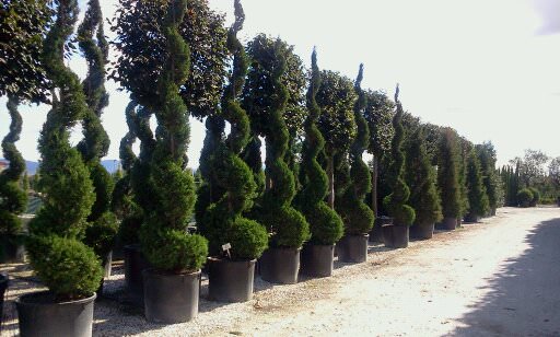 TREES & PLANTS' TRADING - El Greco Gardens